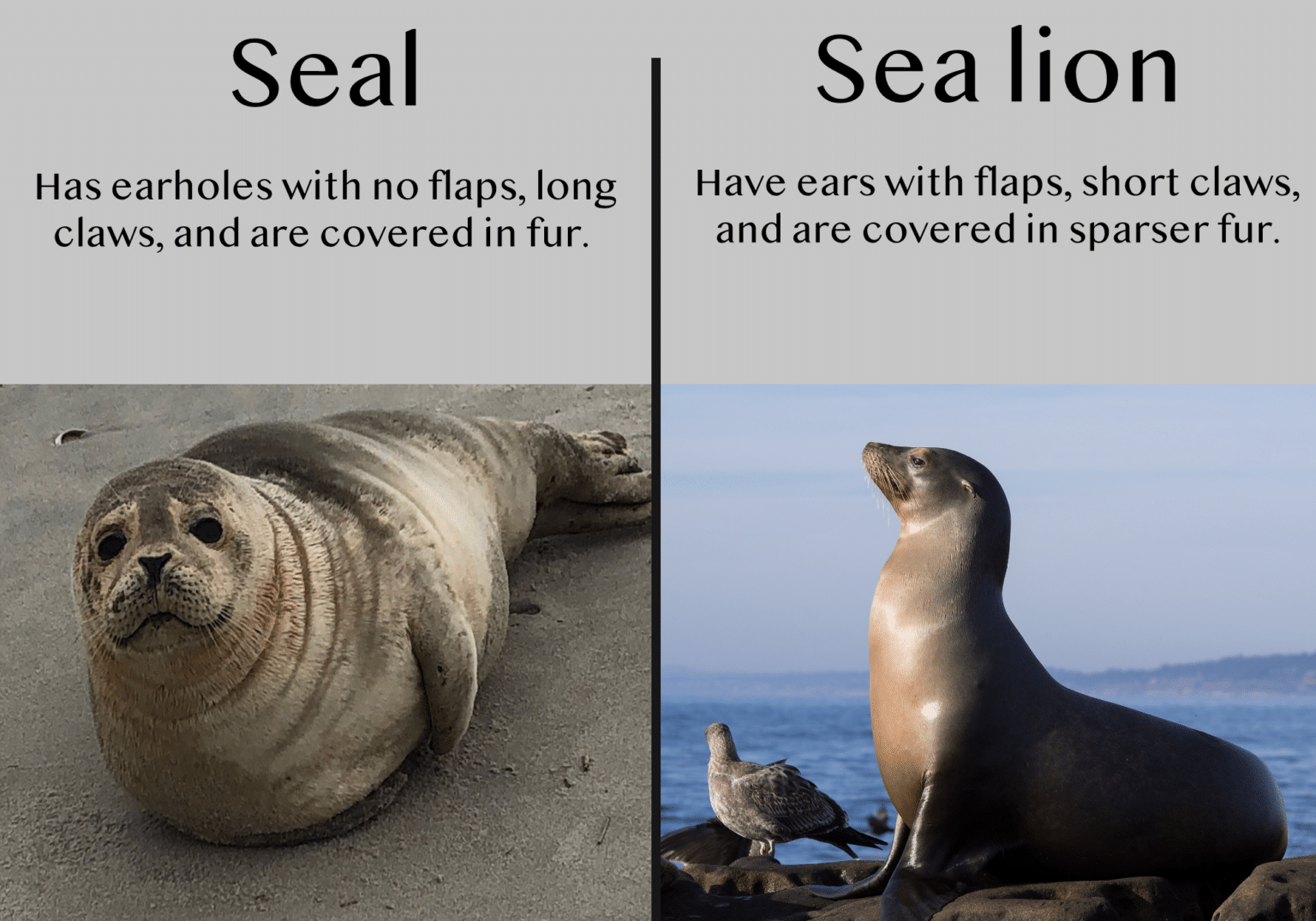 24 Things Most People Think Are The Same But They Are Actually ...