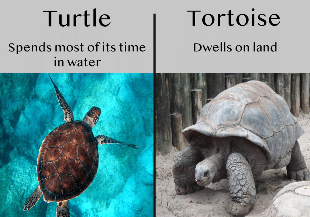 24 Things Most People Think Are The Same But They Are Actually ...